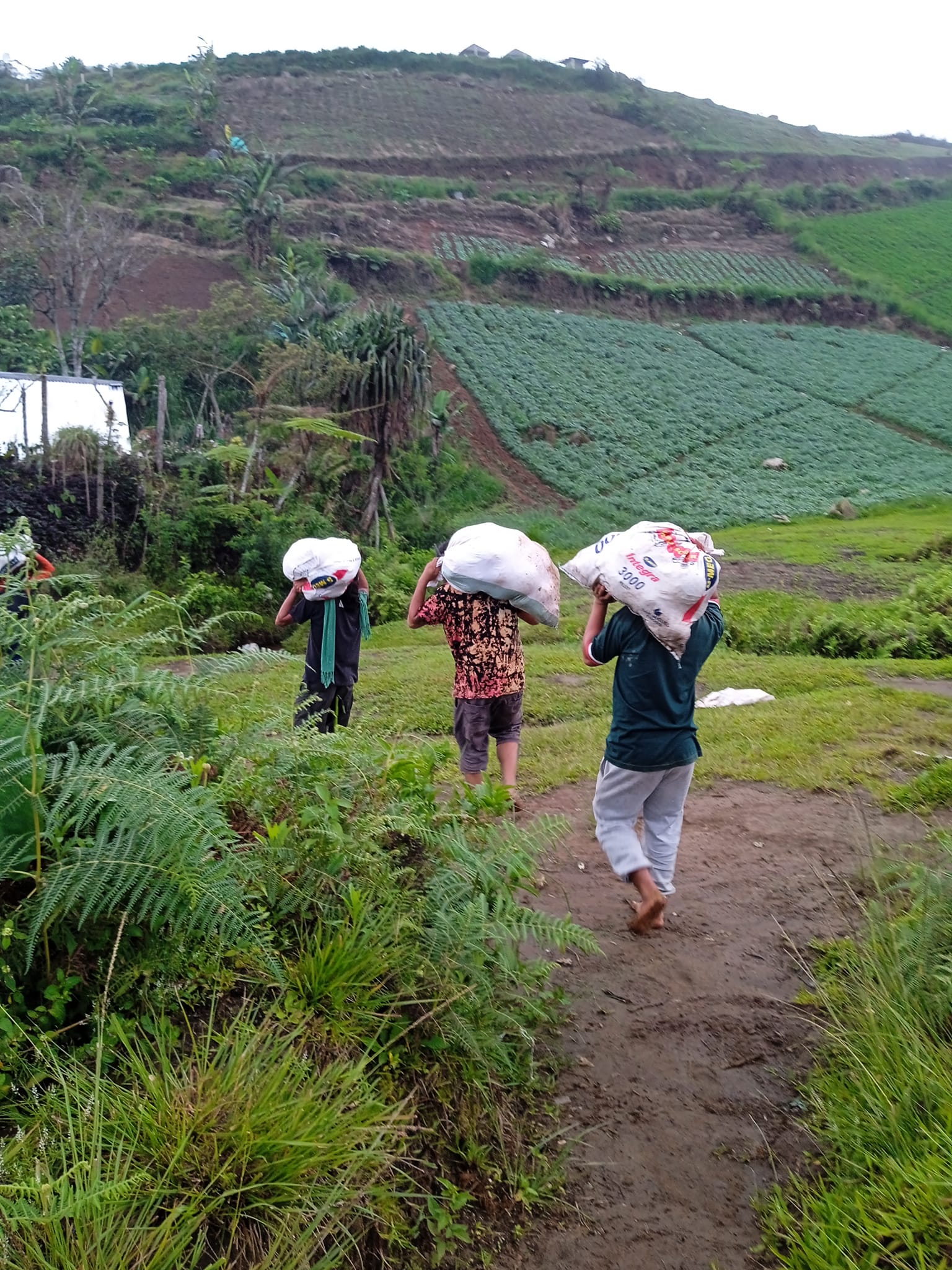 ACTION • Feral Crust Land Project - Het Actiefonds